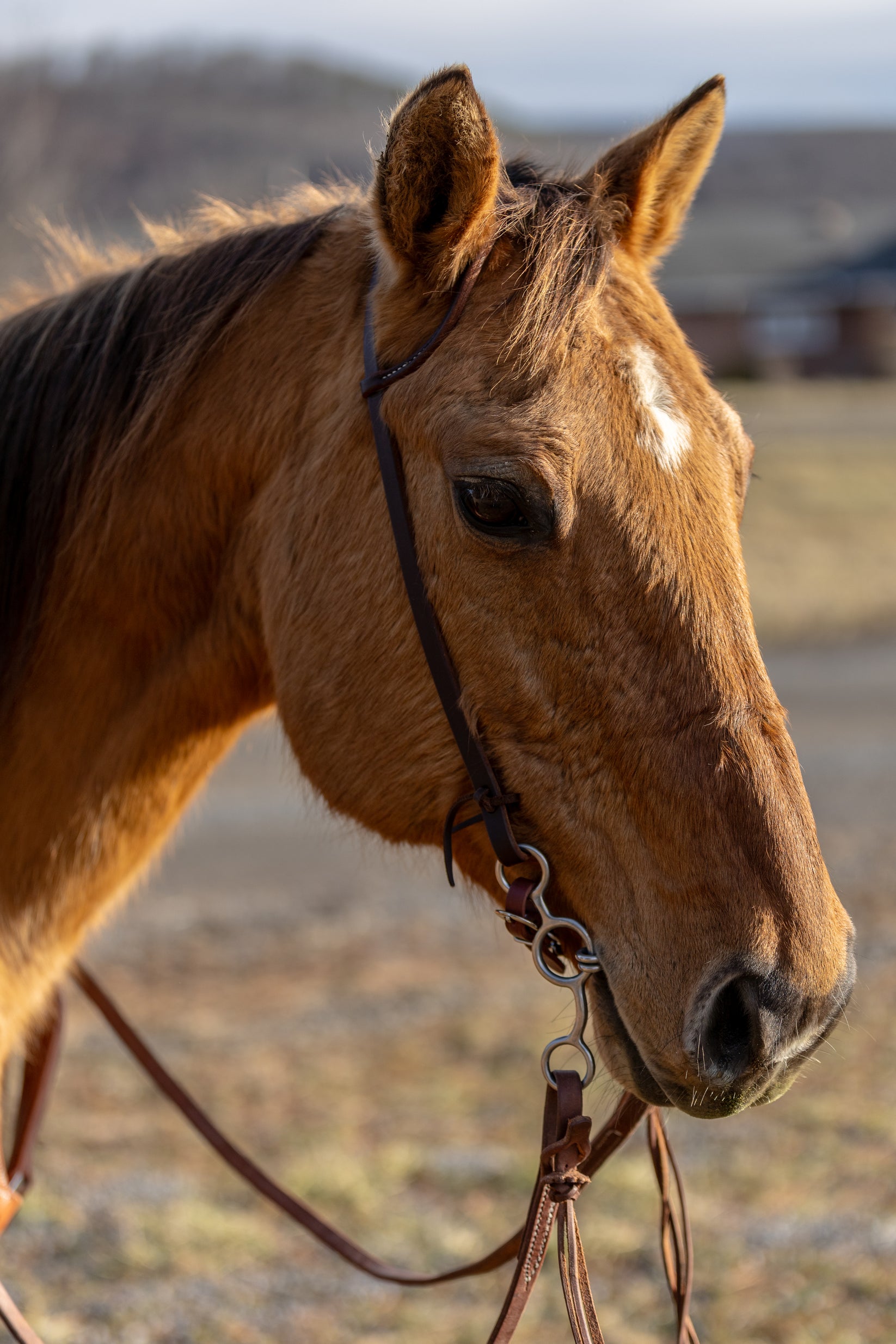 AJ Tack Bridle Set with JR Cowhorse Smooth Snaffle Gag with Split Rein