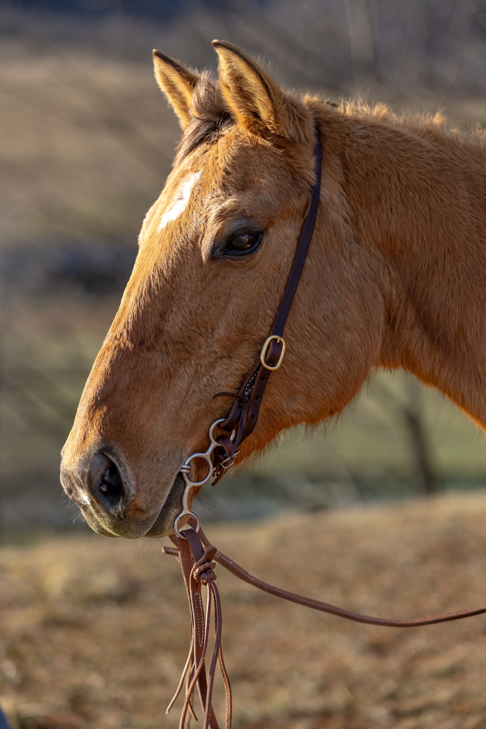 AJ Tack Bridle Set with JR Cowhorse Smooth Snaffle Gag with Split Rein